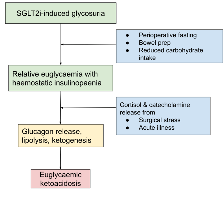 Sugar Rush: Managing SGLT2 Inhibitors and DKA Risks – The Anaesthesia ...
