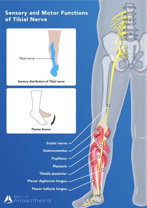 Step by Step: An Introduction to Lower Limb Anatomy – The Anaesthesia ...