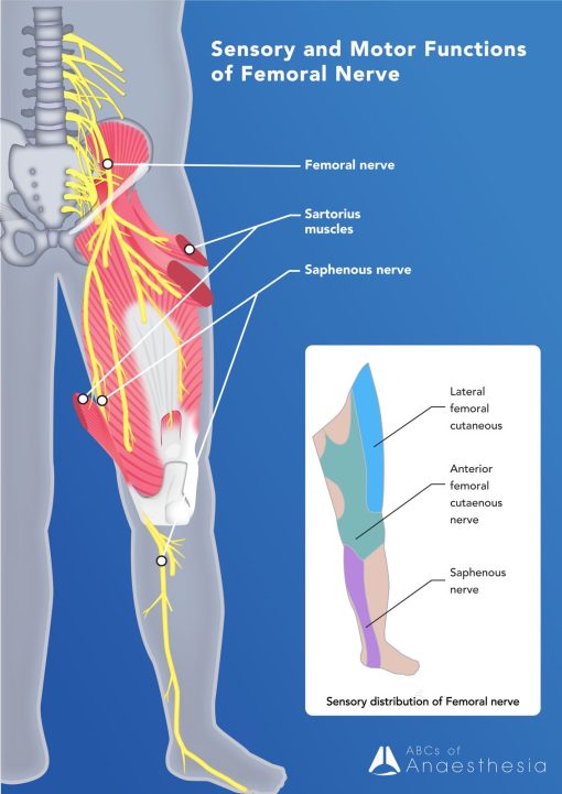 Step by Step: An Introduction to Lower Limb Anatomy – The Anaesthesia ...