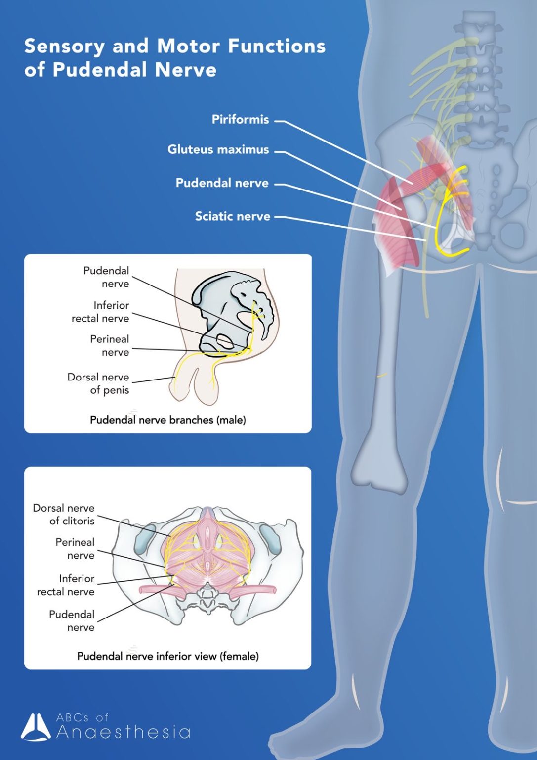 Step by Step: An Introduction to Lower Limb Anatomy – The Anaesthesia ...