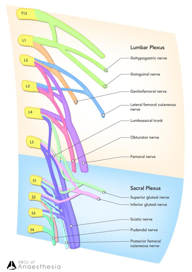 Step by Step: An Introduction to Lower Limb Anatomy – The Anaesthesia ...