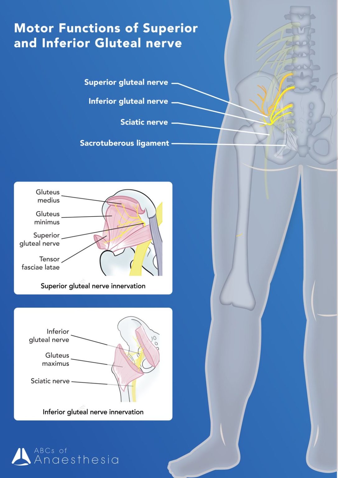 Step by Step: An Introduction to Lower Limb Anatomy – The Anaesthesia ...
