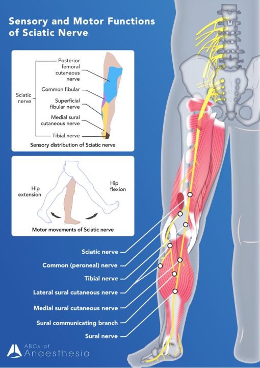 Step by Step: An Introduction to Lower Limb Anatomy – The Anaesthesia ...