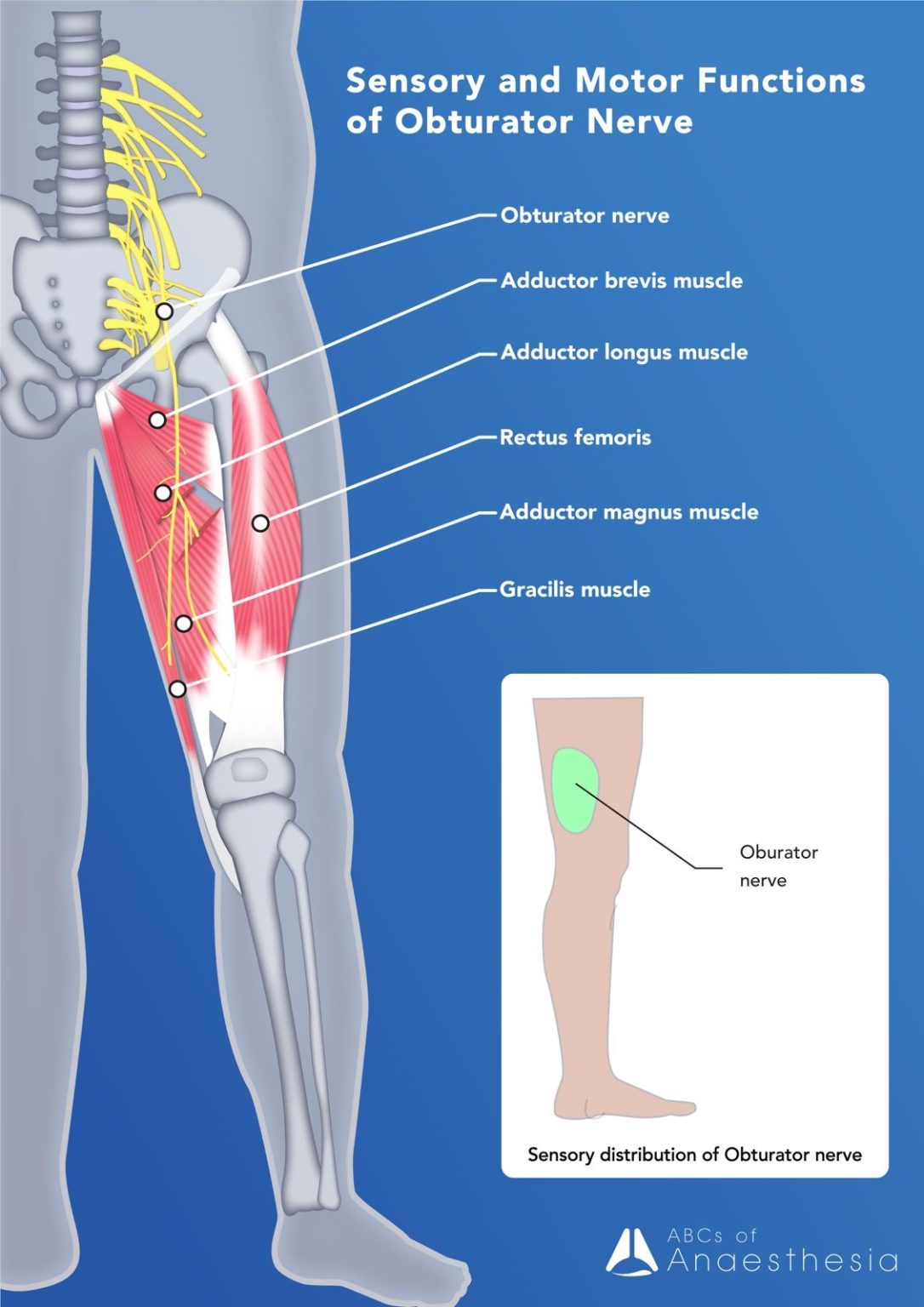 Step by Step: An Introduction to Lower Limb Anatomy – The Anaesthesia ...